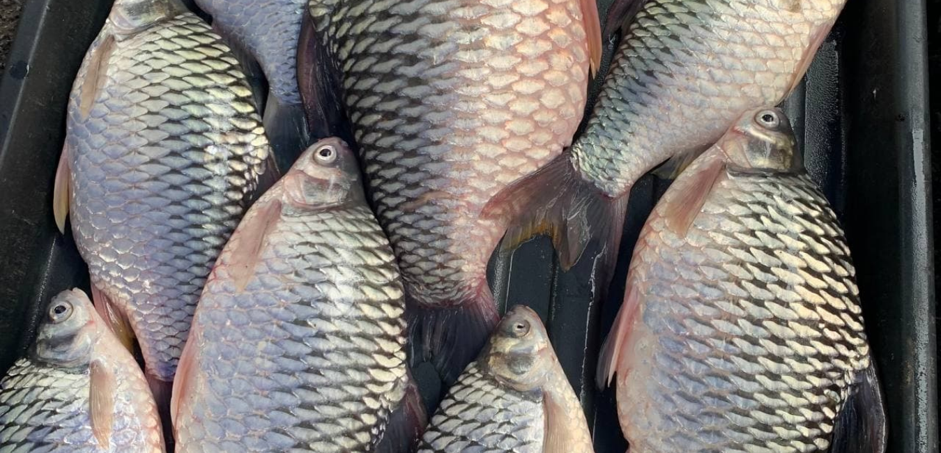KENAPA IKAN SUNGAI PAHANG MAHAL